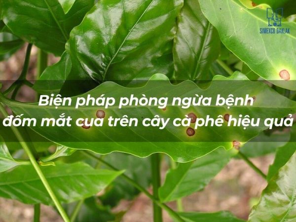 Biện pháp phòng ngừa bệnh đốm mắt cua trên cây cà phê hiệu quả